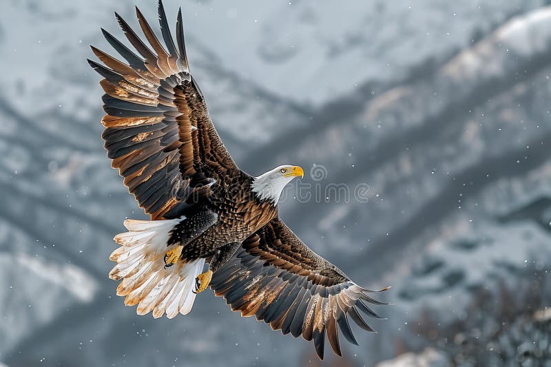Featuring a Bald Eagle is Flying through the Air Over Mountains Stock ...