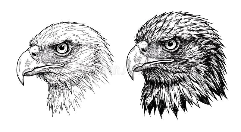 Illustration Featuring Two Detailed Eagle Heads in Profile, Both Facing ...