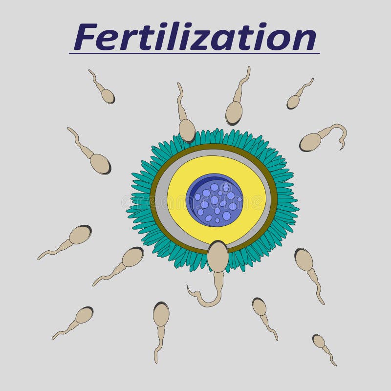 Illustration Of A Female Egg Fertilization Sperm Stock Vector