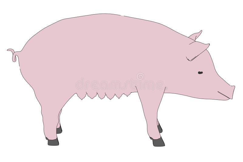 Illustration of female pig stock illustration. Illustration of drawing ...