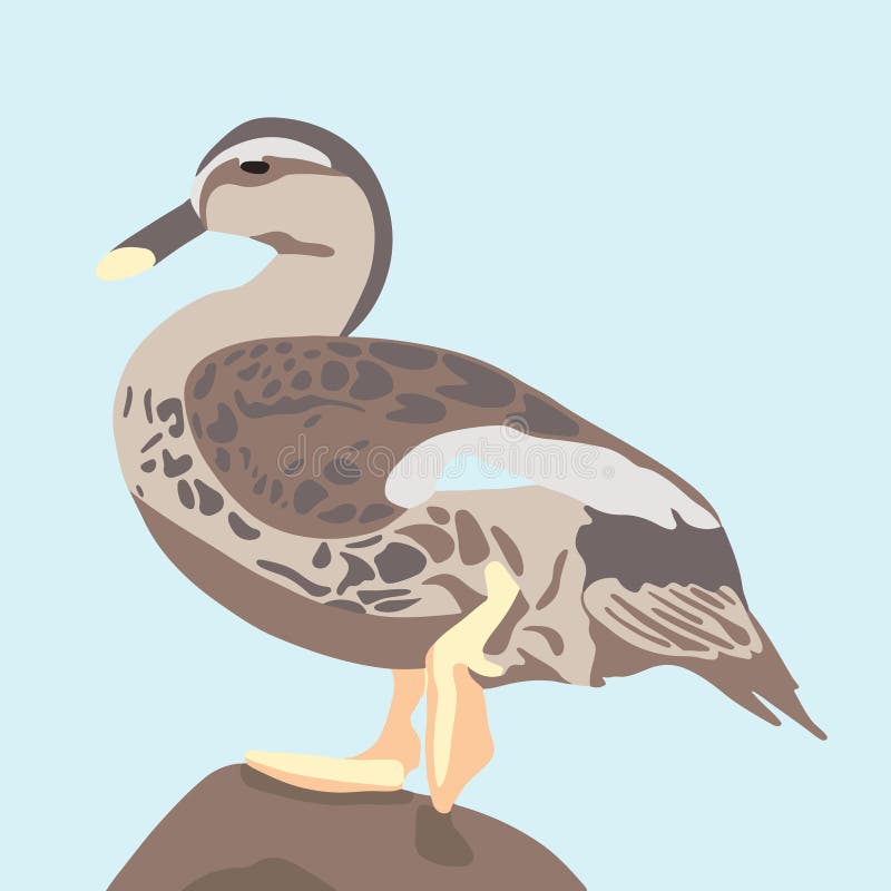 Illustration of a Female Wild Duck. Stock Vector - Illustration of beak ...