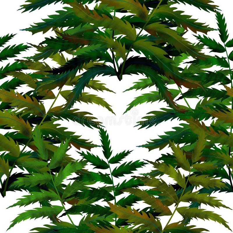 Illustration of Fern Bush Patterns Stock Illustration - Illustration of ...
