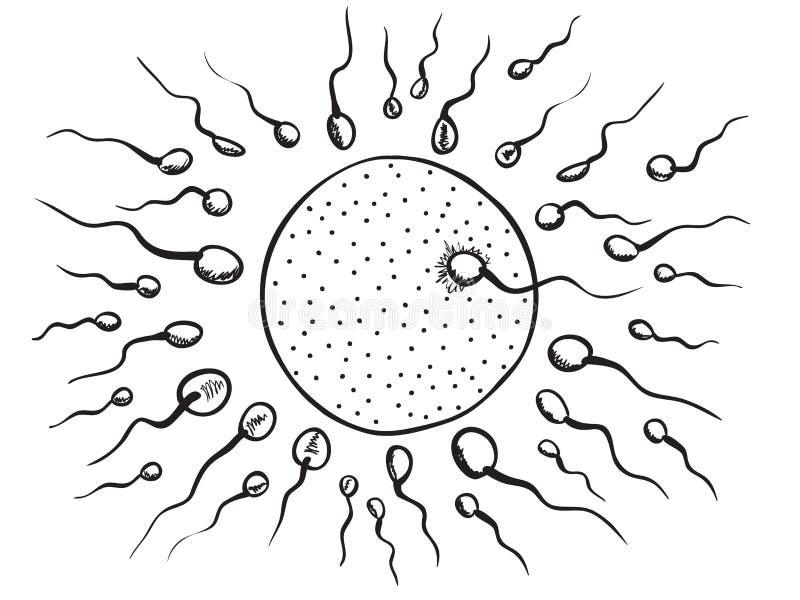 Illustration of Fertilization Stock Vector - Illustration of doodle ...