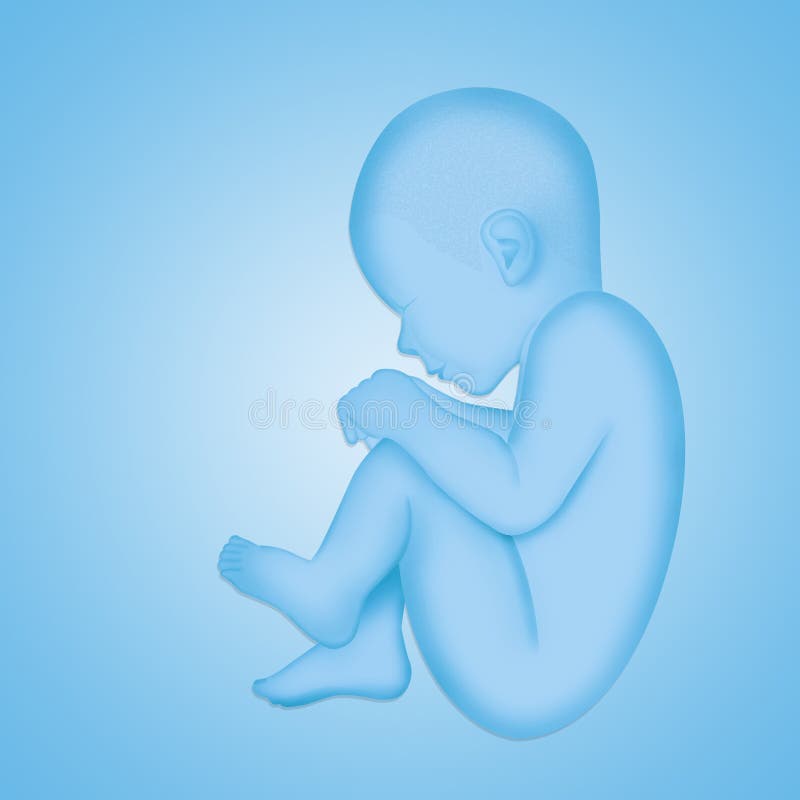 Illustration of fetus stock illustration. Illustration of health ...