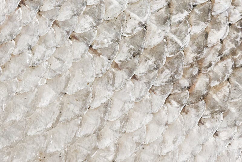 Illustration of Fish Skin Background Stock Illustration - Illustration ...