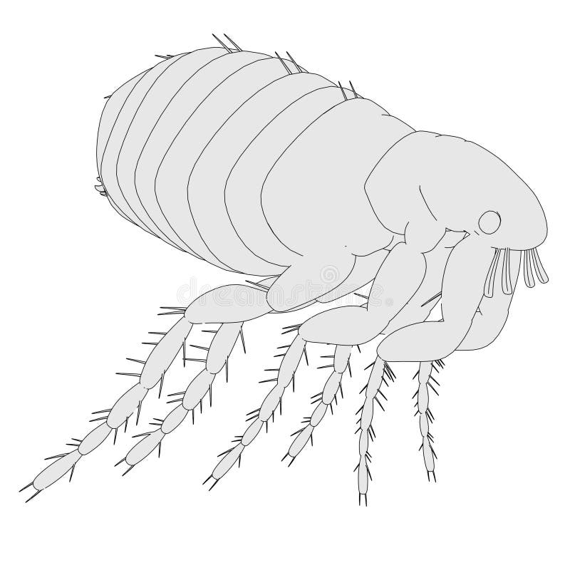 Illustration of Flea Insect Stock Illustration - Illustration of ...