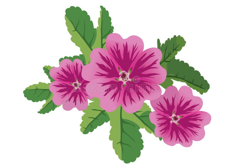 Illustration Of Flowers Malva - Vector Stock Vector - Illustration of ...