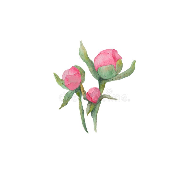 Flowers Pion Watercolour Illustration Stock Illustration - Illustration ...