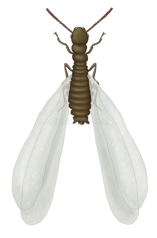 Termite Stock Illustrations – 2,198 Termite Stock Illustrations ...