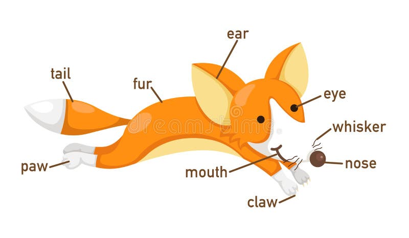 Fox Skeleton Diagram