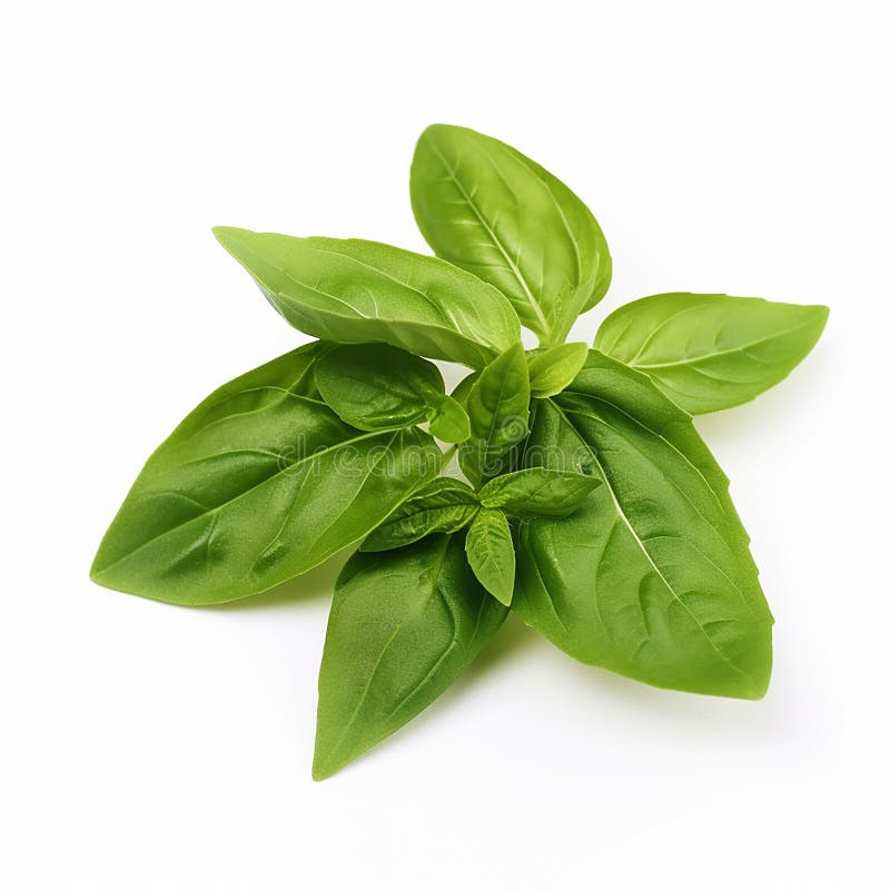 Illustration of Fresh Basil Leaves Seen from Above on White Bright ...