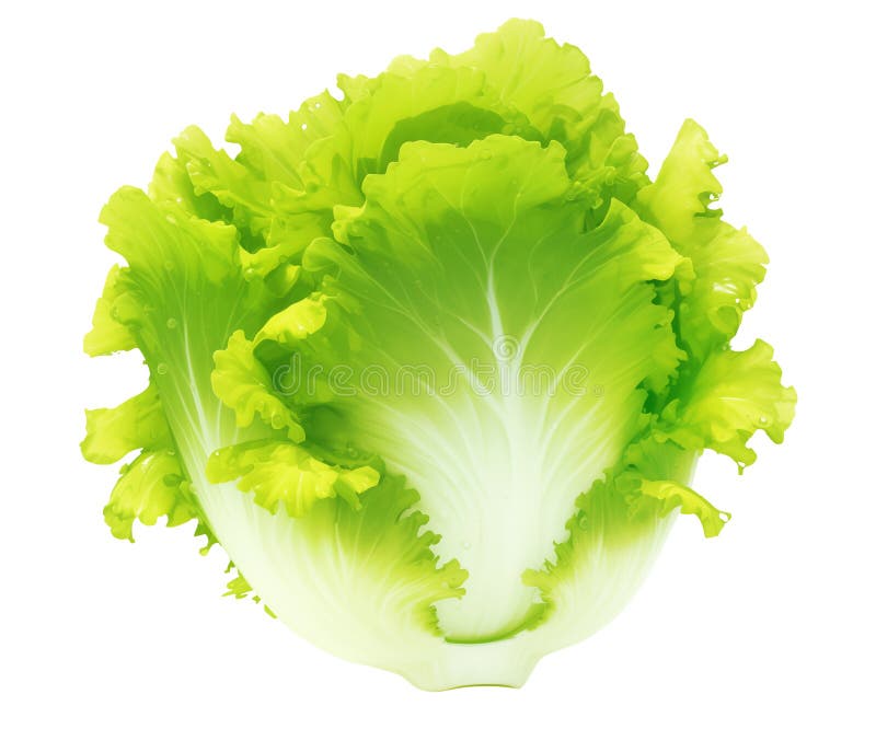 Clipart Lettuce