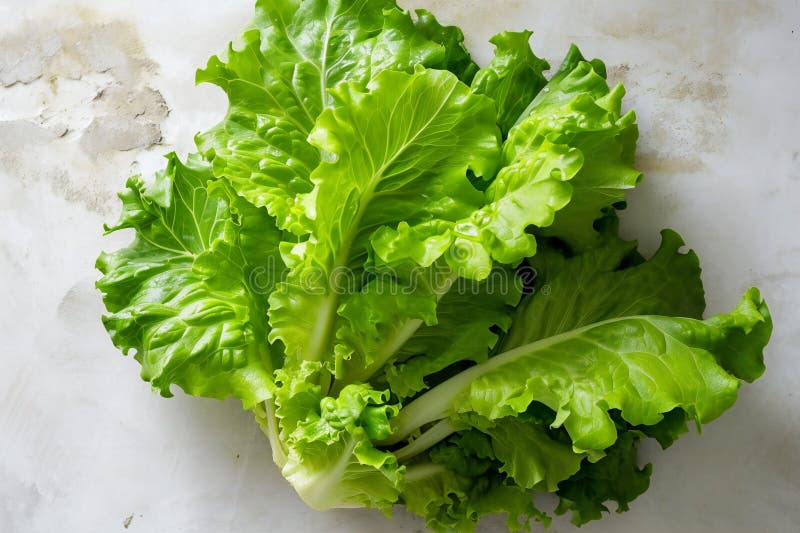 Fresh Green Lettuce on White Marble Background, Top View, Copy Space ...