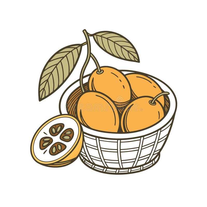 Loquats in Basket: Fresh Fruit Illustration with Half Stock Photo ...