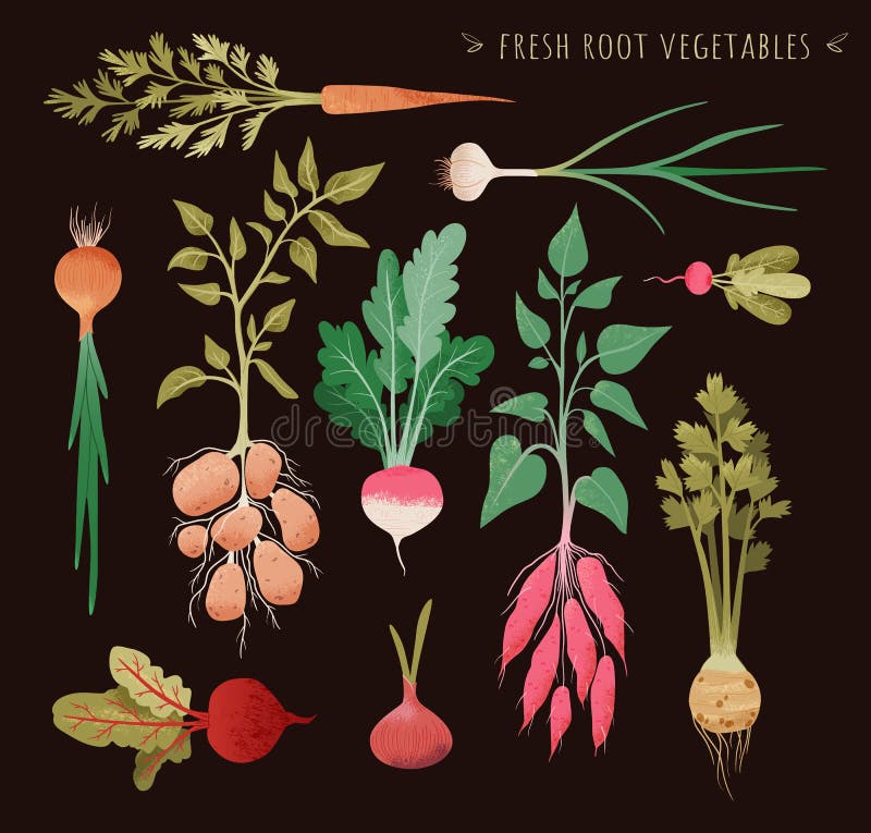 Illustration of Fresh Root Vegetable. Root Plants Set. Garden Vegetable ...