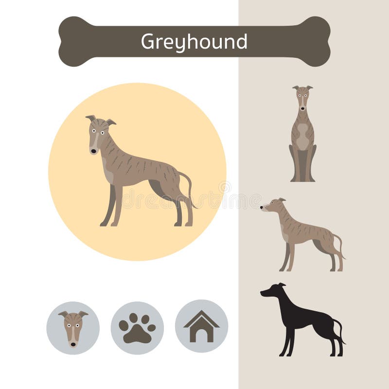 Greyhound Dog Breed Infographic Stock Vector - Illustration of kennel ...