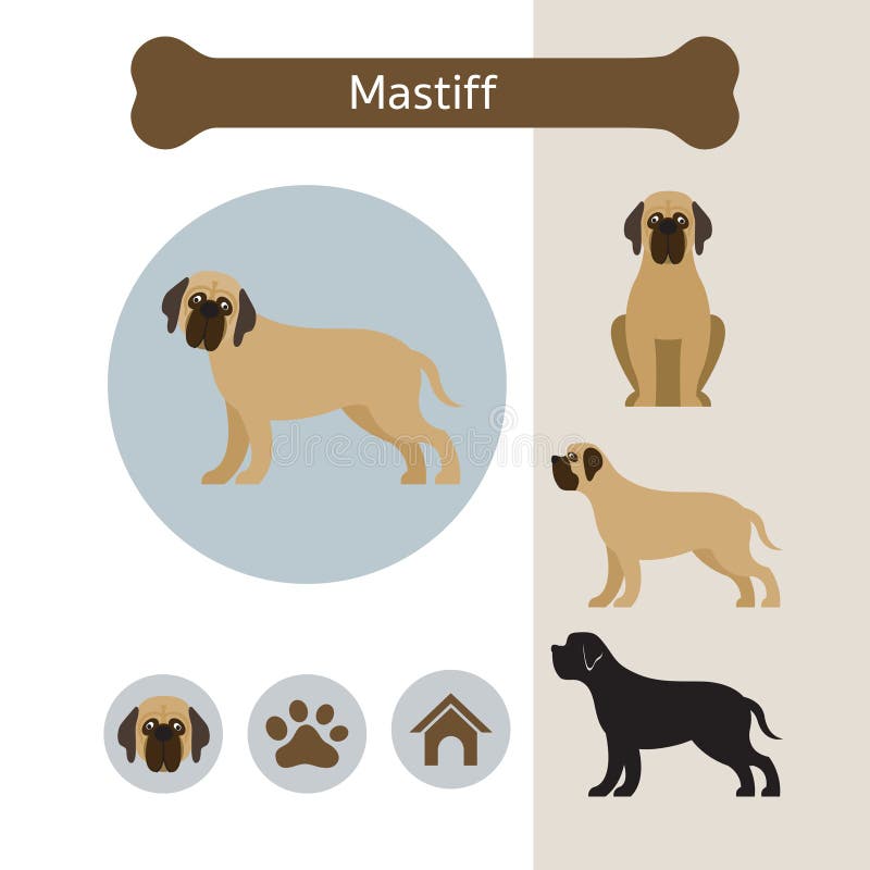 Mastiff Dog Breed Infographic Stock Vector - Illustration of sign ...