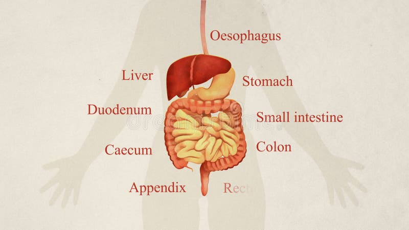 X-ray of the Gastrointestinal Tract. Radiography of the Stomach Stock ...