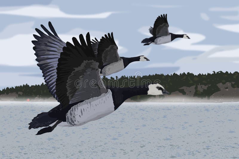 Illustration of Geese Flying in the Archipelago Stock Illustration ...
