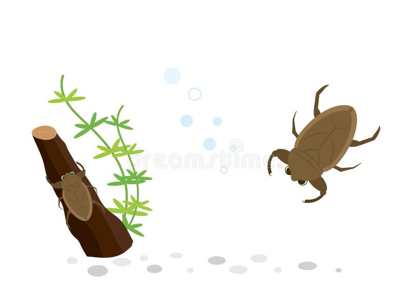 Giant water bug stock vector. Illustration of tagame - 173114107