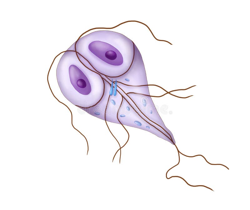 Giardia Lamblia Stock Illustrations – 117 Giardia Lamblia Stock ...