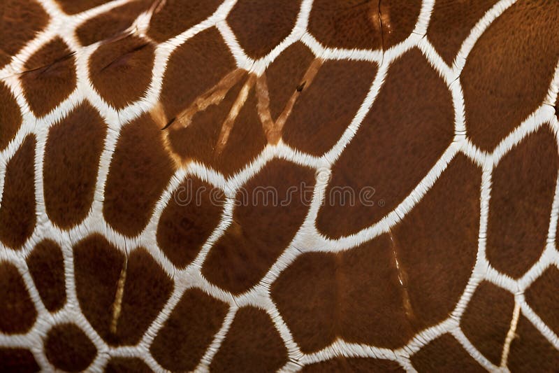 Giraffe Leather Texture, Showcasing Unique Patterns and Skin Details ...