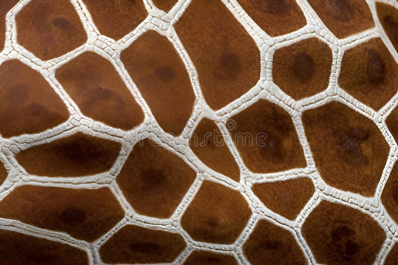 Giraffe Leather Texture, Showcasing Unique Patterns and Skin Details ...