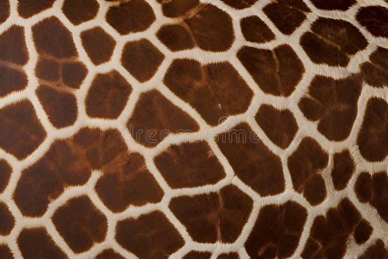 Giraffe Leather Texture, Showcasing Unique Patterns and Skin Details ...