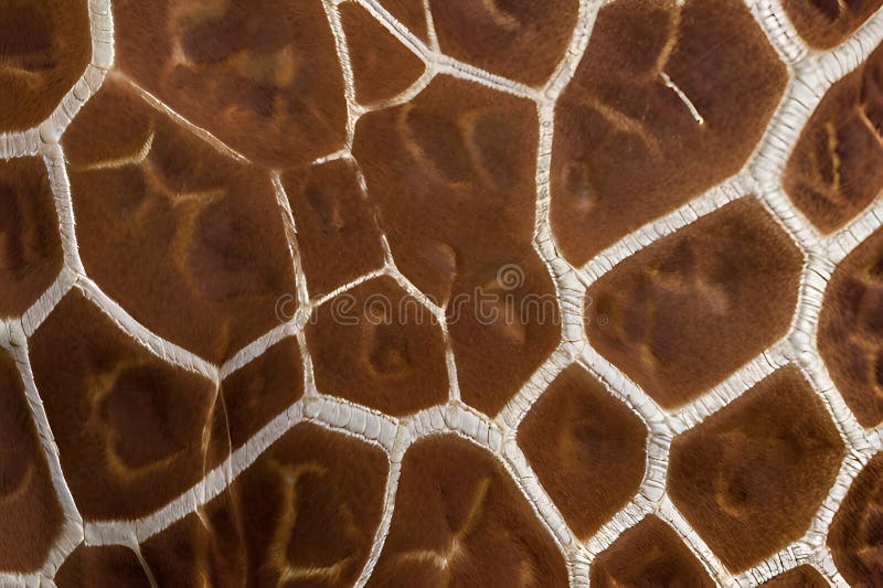 Giraffe Leather Texture, Showcasing Unique Patterns and Skin Details ...