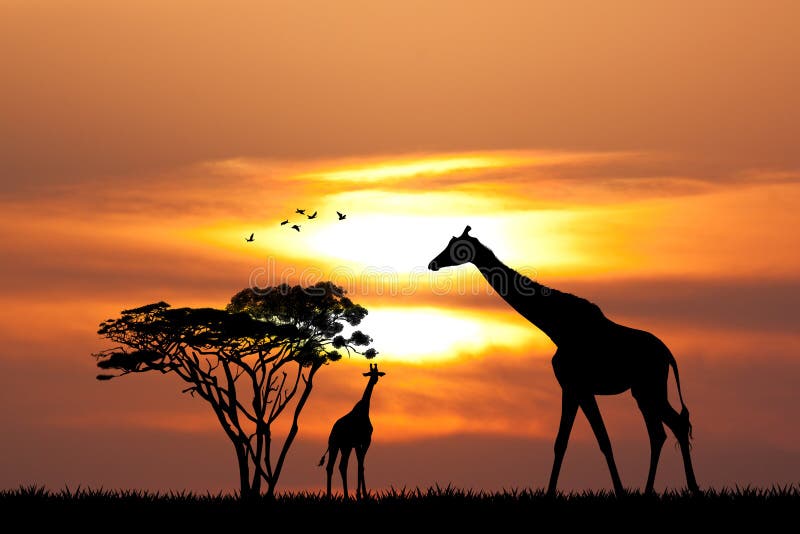 Giraffe at sunset stock illustration. Illustration of wild - 107076469