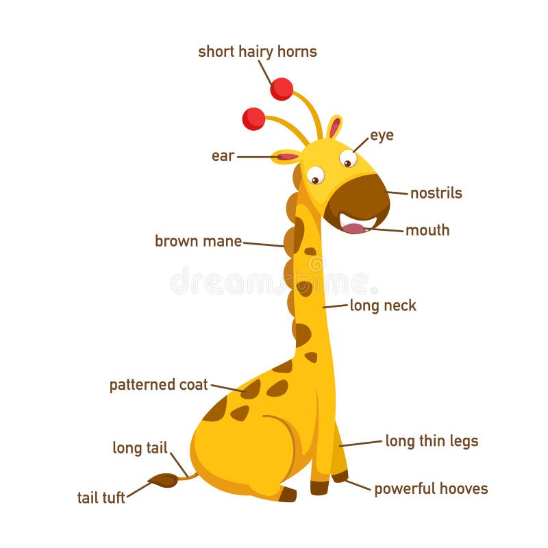 Giraffe Vocabulary Part of Body.vector Stock Vector - Illustration of ...