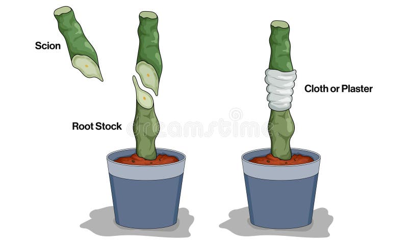 Illustration Of Grafting Technique On White Background Demonstrating Horticultural Method For