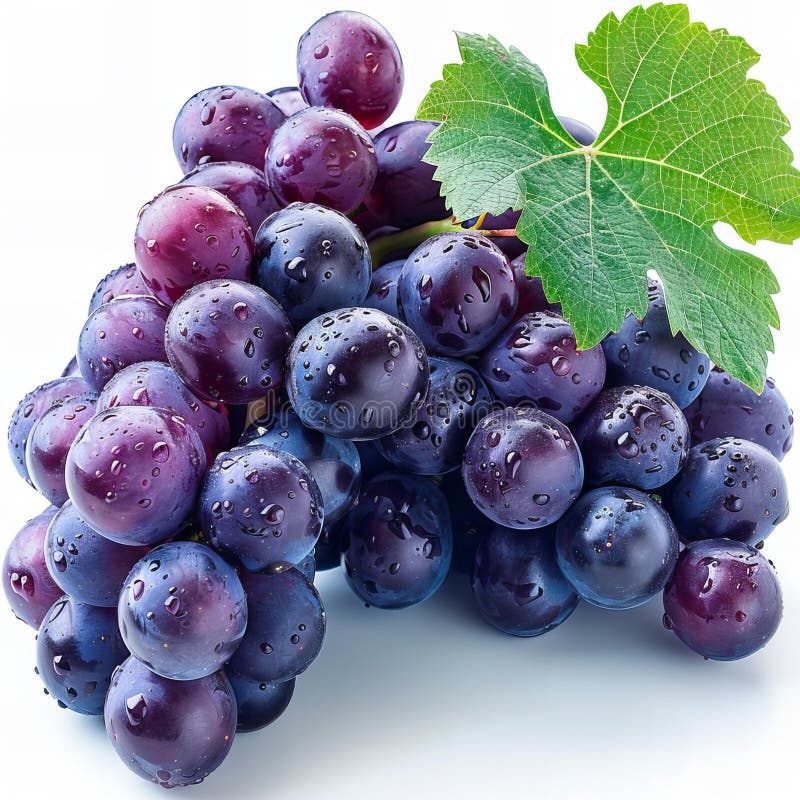 Illustration of Grapes Fruit , Isolated on White Background , High ...