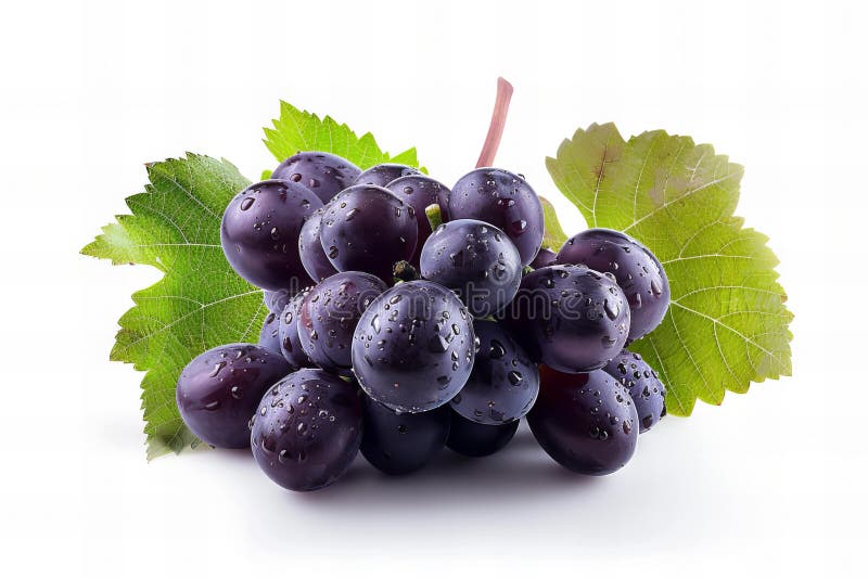Illustration of Grapes Isolated on a White Background, High Quality ...