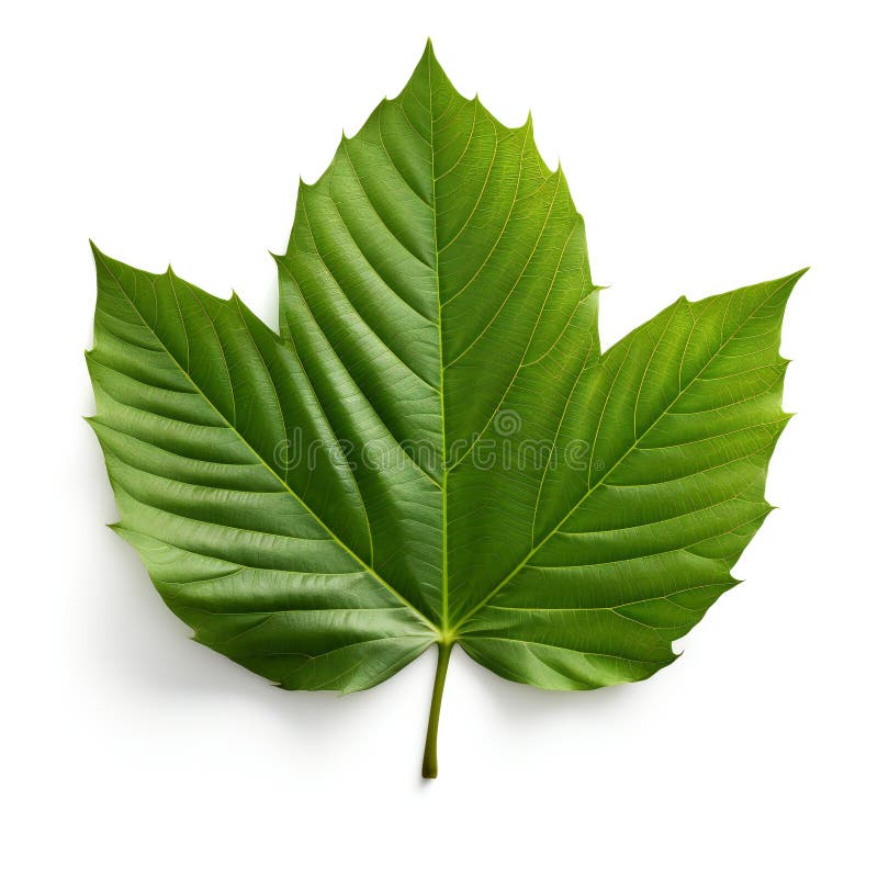 Green Leaf Isolated on White Background Stock Illustration ...