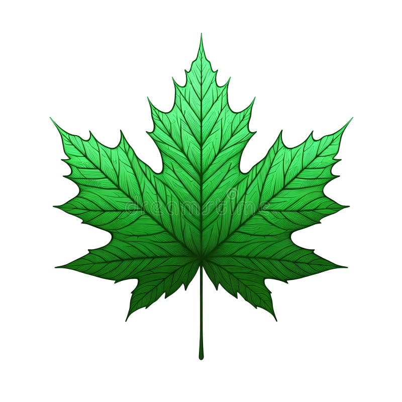Illustration of a Green Maple Leaf Stock Illustration - Illustration of ...