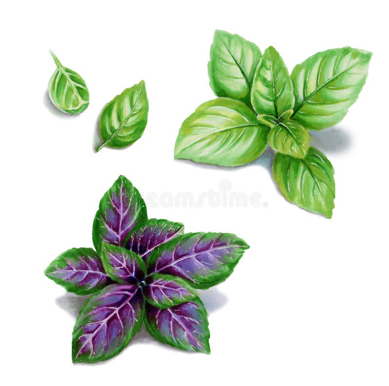Illustration with basil stock illustration. Illustration of botanical ...