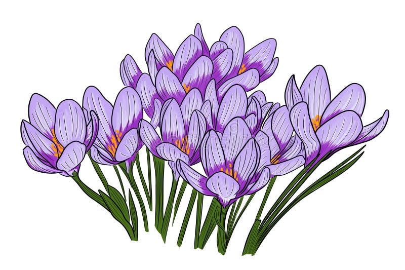 Illustration of a Group of Blooming Purple Crocus Flowers Stock ...