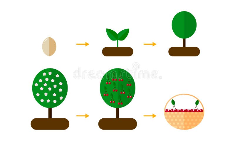 Illustration. Growth Stages of Orange Trees Blooming Cher Stock ...