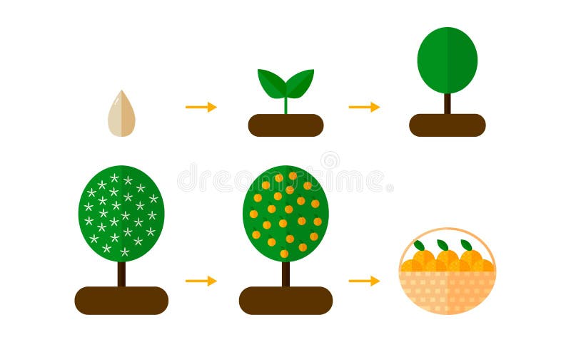 Illustration. Growth Stages of Orange Trees Blooming Oran Stock ...