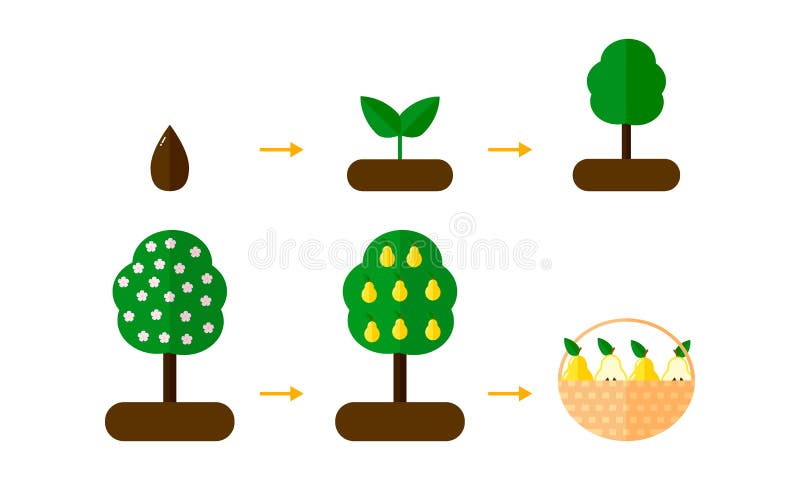 Illustration. Growth Stages of Pear Trees. Blooming Tree Stock ...