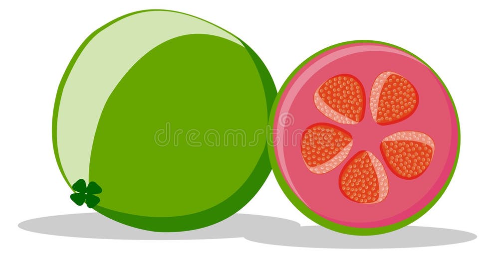 Guava Leaf Stock Illustrations – 5,657 Guava Leaf Stock Illustrations ...