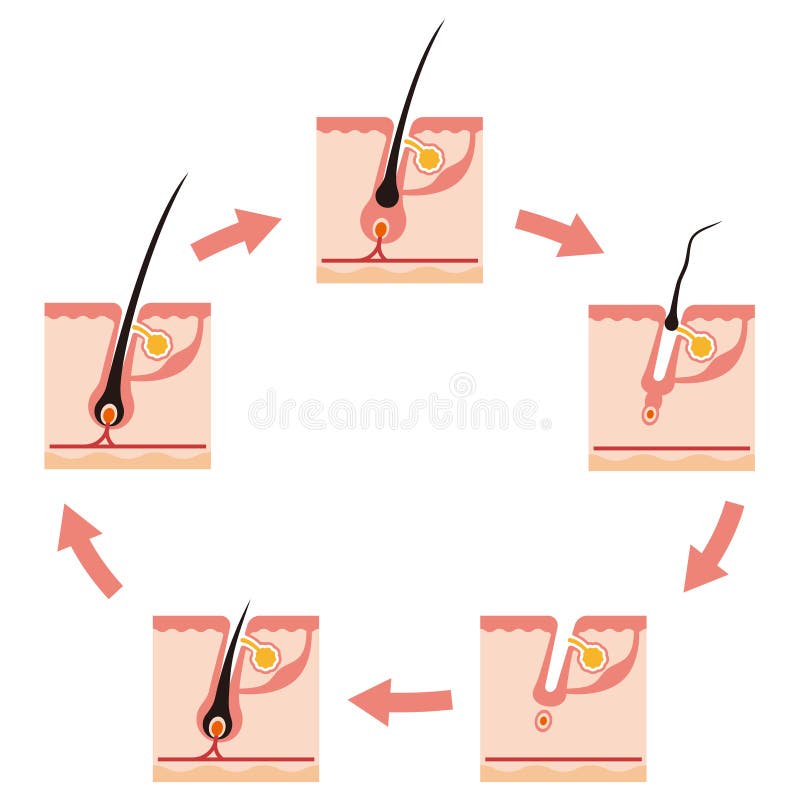 Hair Cycle Stock Illustrations – 1,060 Hair Cycle Stock Illustrations ...