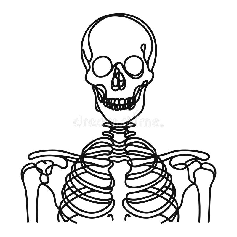 Illustration of Half of a Human Skeleton. One Line Drawing of a Human ...