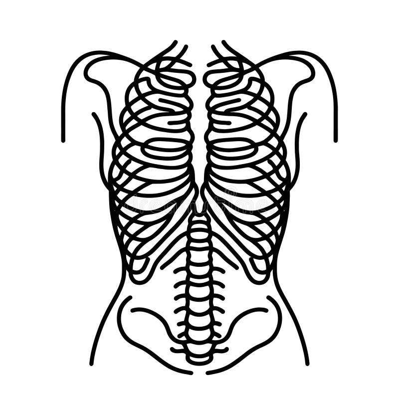 Illustration of Half of a Human Skeleton. One Line Drawing of a Human ...