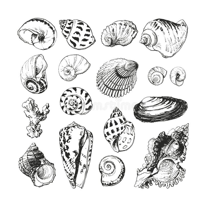 Ink drawn seashells stock vector. Illustration of engraved - 162378178