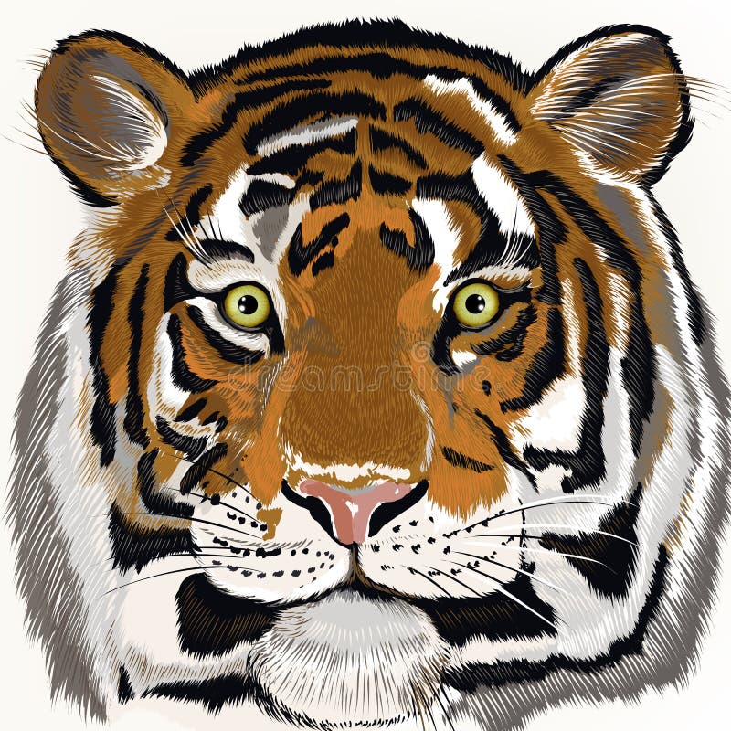 Illustration Hand Drawn Tiger Stock Vector - Illustration of ...