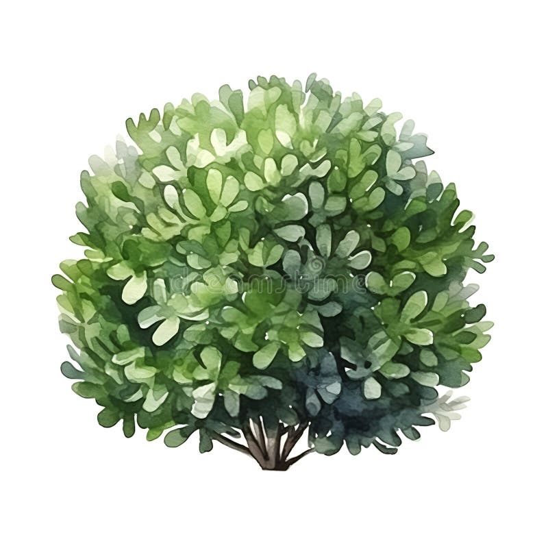 Hand Drawn Watercolor Painting on White Background. Stock Illustration ...