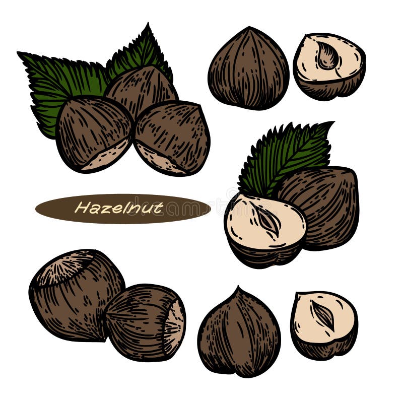 Illustration of Hazelnuts Vintage Style Stock Vector - Illustration of ...