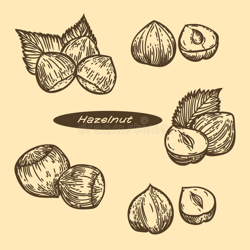 Illustration of Hazelnuts Vintage Style Stock Vector - Illustration of ...